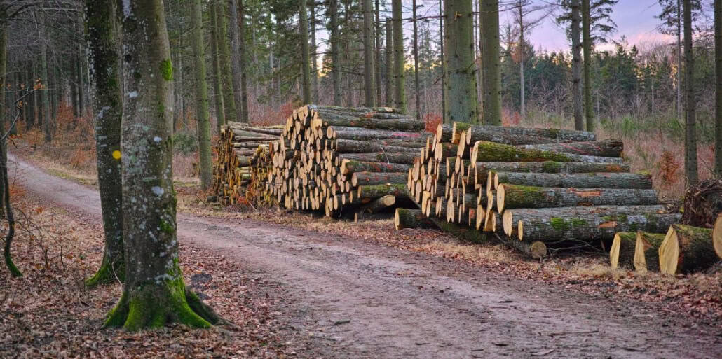 Tax Savings for Timber & Forestry - Export Tax Management